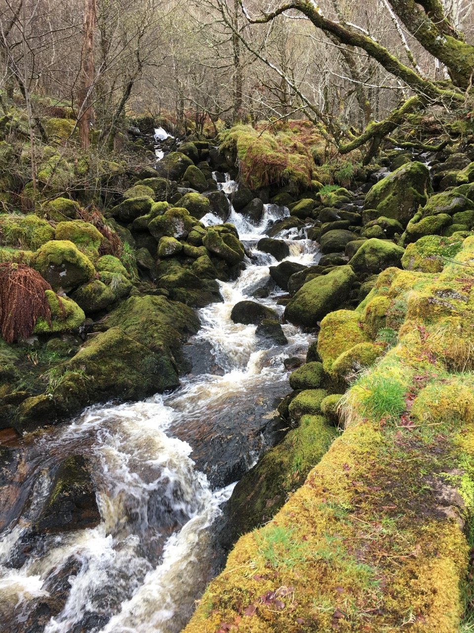 » Scottish stream